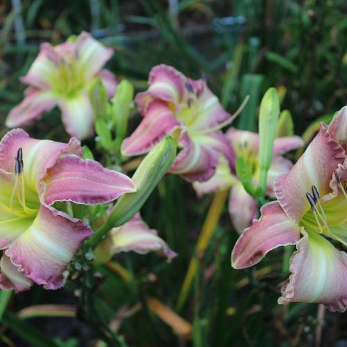 Daylily (Hemerocallis 'Sanci's Fancy Bouquet') in the Daylilies Database - Garden.org