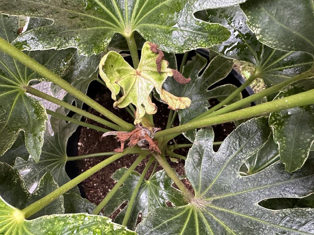 What is going on with my fatsia? in the Pests and Diseases forum - Garden.org