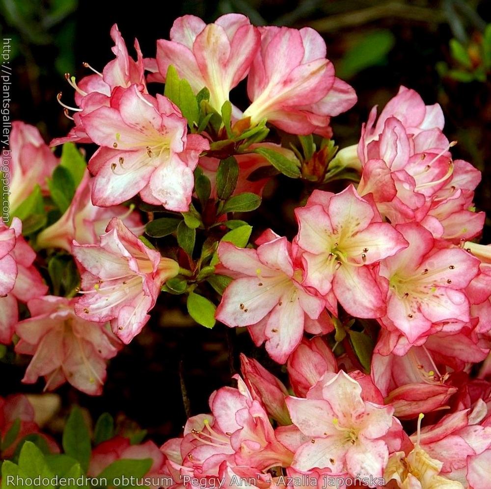 Photo of the entire plant of Azalea (Rhododendron 'Roehr's Peggy Ann ...