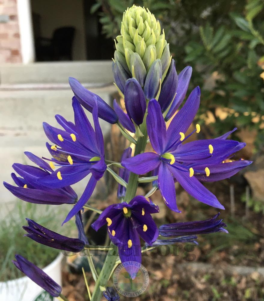 Photo of the bloom of Suksdorf's Large Camas (Camassia leichtlinii ...
