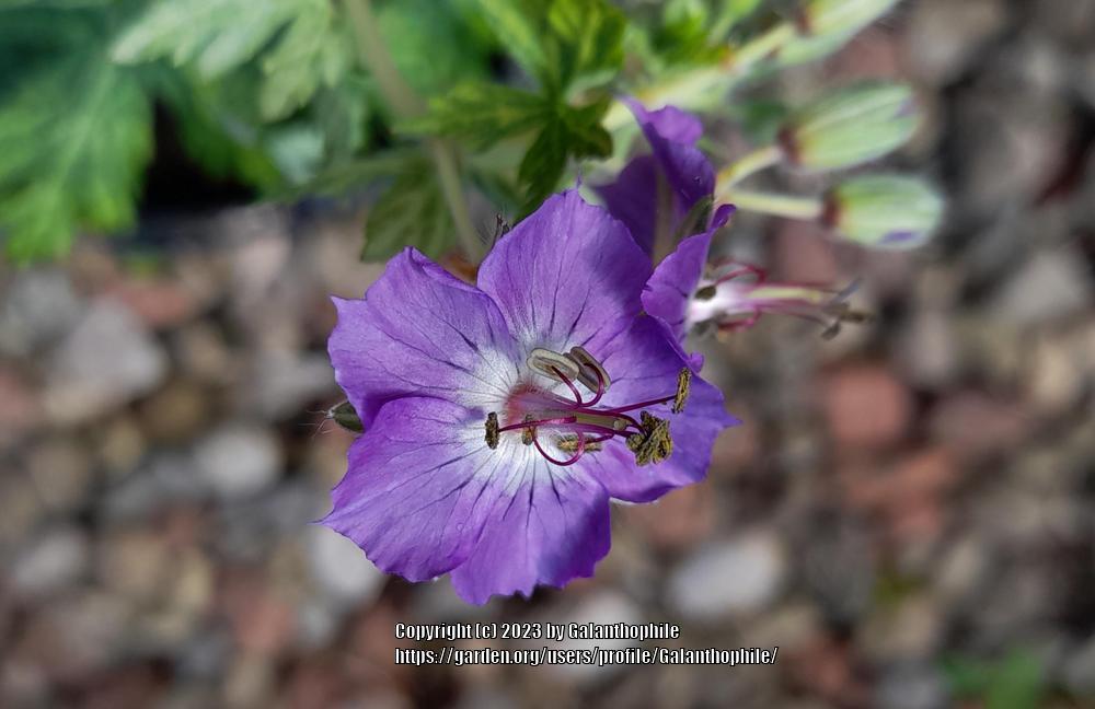 Dusky Cranesbill (Geranium phaeum 'Margaret Wilson') in the Geraniums ...