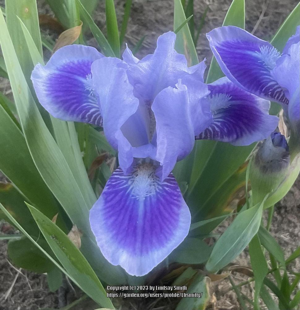 Photo of the bloom of Standard Dwarf Bearded Iris (Iris 'Plum Pie') posted by Lbsmitty - Garden.org