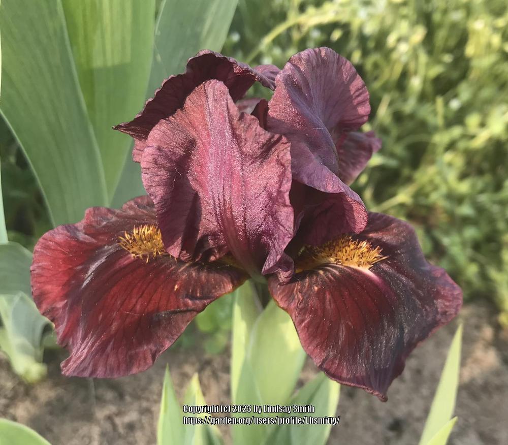 Photo of the bloom of Standard Dwarf Bearded Iris (Iris 'Cardinal Coat ...