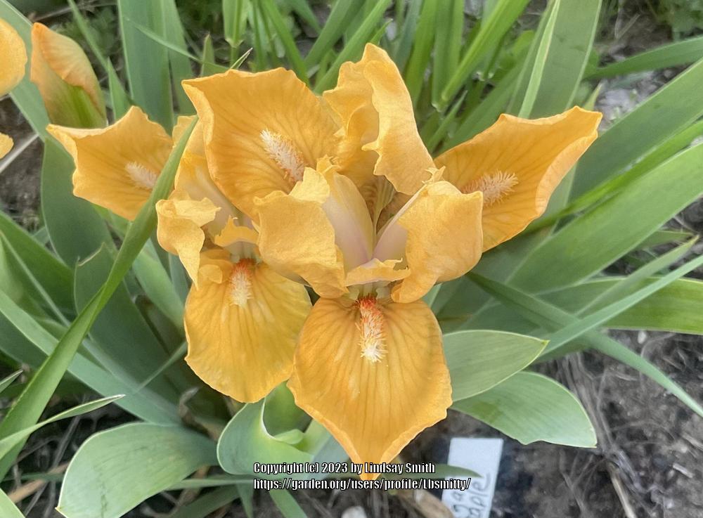 Photo of the bloom of Standard Dwarf Bearded Iris (Iris 'Sugar Maple ...