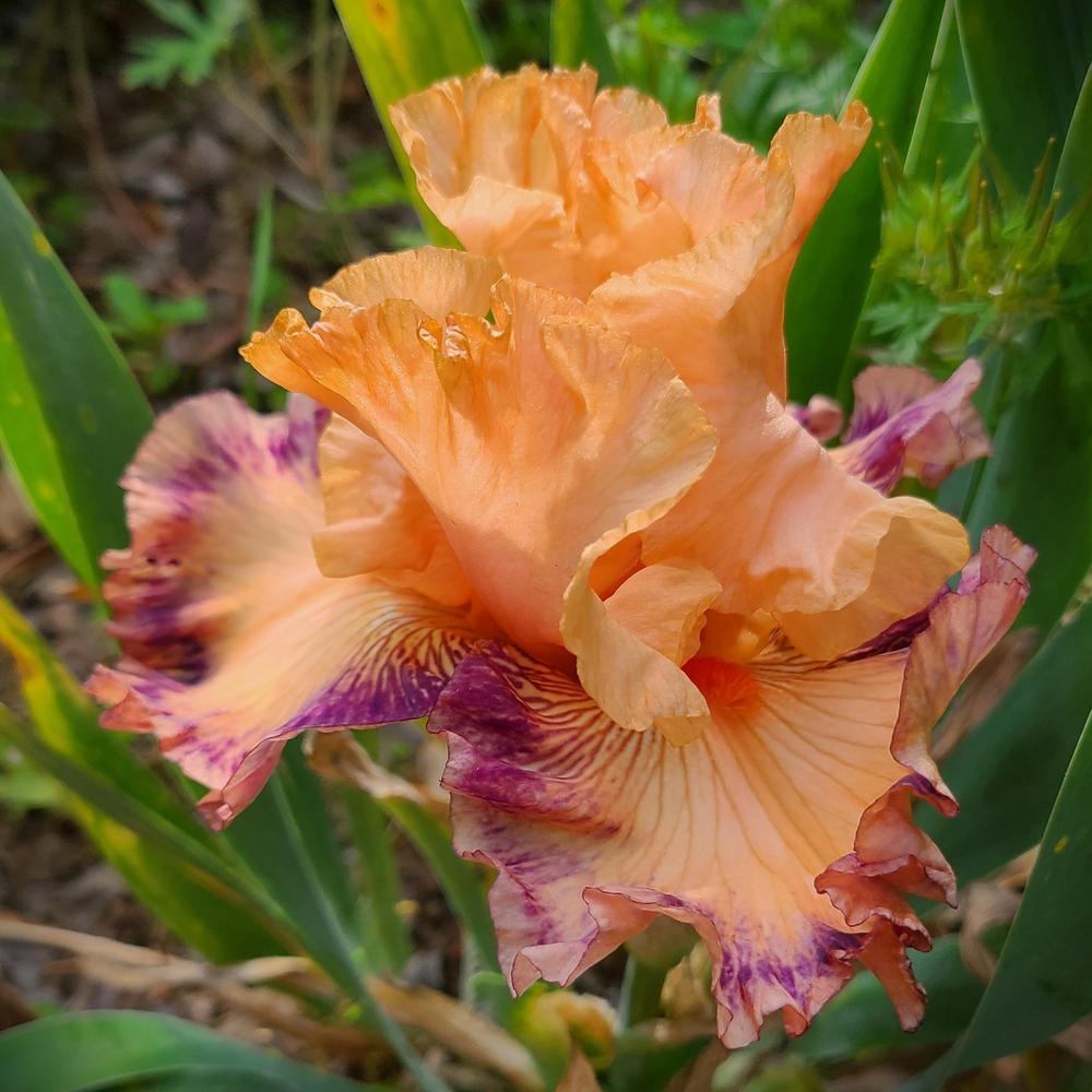 Photo of the bloom of Tall Bearded Iris (Iris 'Berry Blast') posted by LoriMT - Garden.org