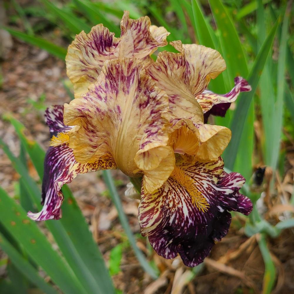 Photo of the bloom of Tall Bearded Iris (Iris 'Grape Snakez') posted by ...