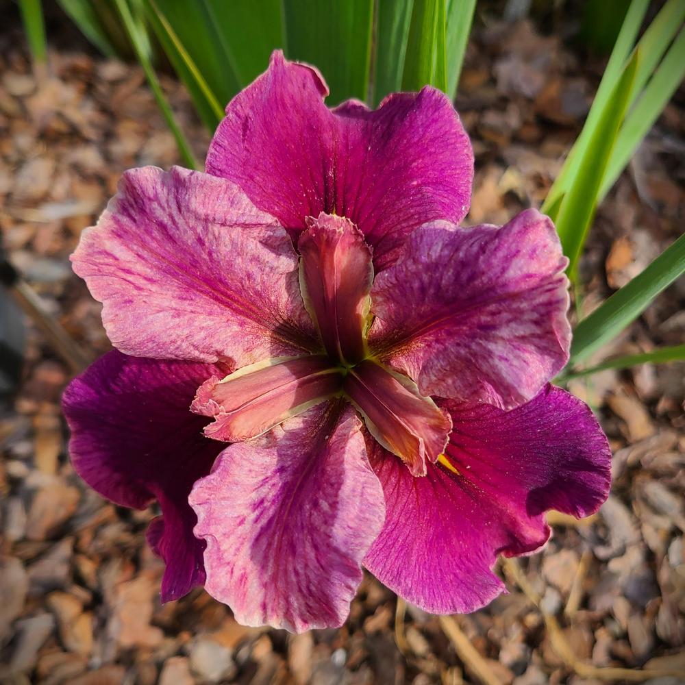 Louisiana Iris (Iris 'I Remember You') in the Irises Database - Garden.org