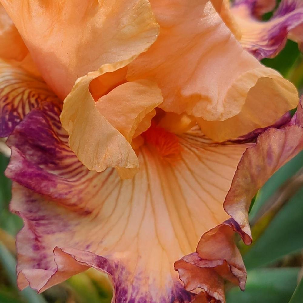 Photo of the stamens, filaments and pistils of Tall Bearded Iris (Iris 'Berry Blast') posted by ...