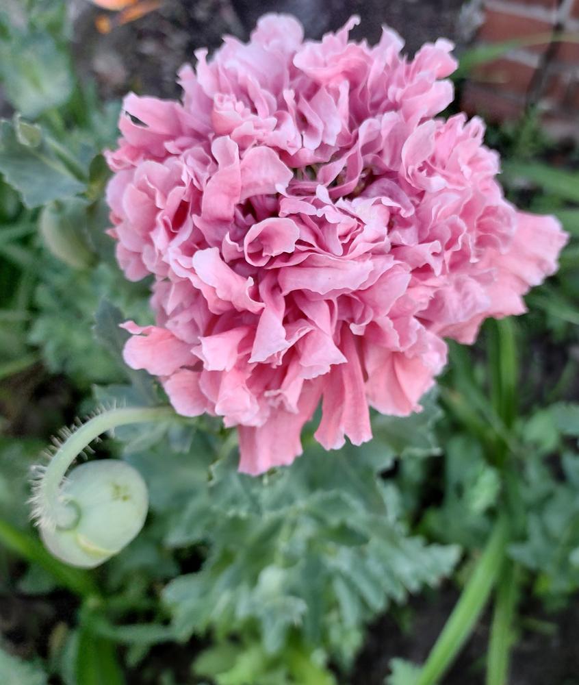 Photo of the bloom of Peony Poppy (Papaver somniferum 'Pink Paeony ...