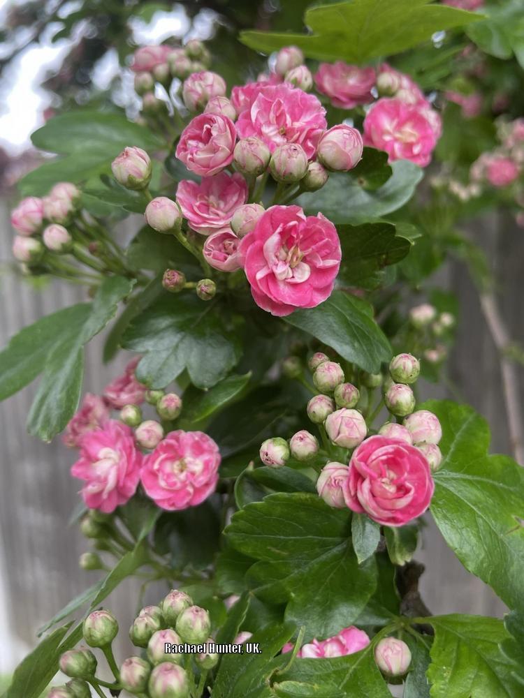 Photo of the bloom of English Hawthorn (Crataegus laevigata 'Paul's ...