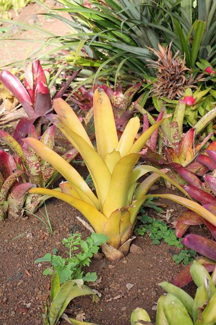 Photo of the entire plant of Bromeliad (Aechmea blanchetiana) posted by ...