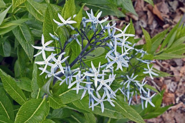 Willow Amsonia (Amsonia tabernaemontana) - Garden.org
