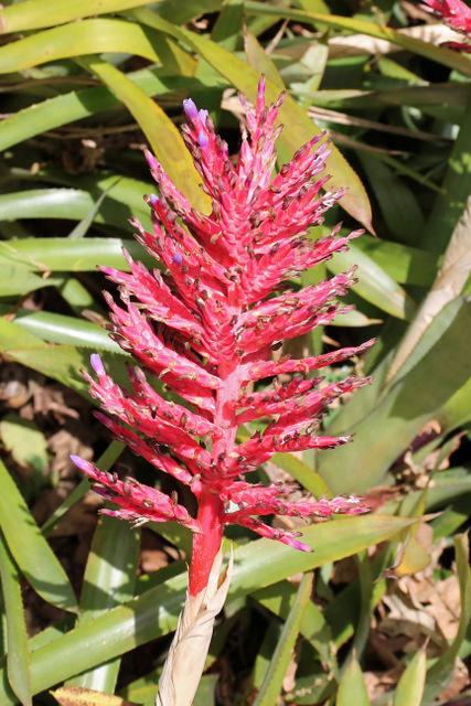 Photo of the bloom of Bromeliad (Aechmea distichantha) posted by RuuddeBlock - Garden.org