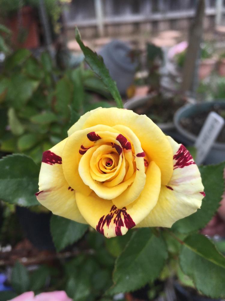 Testing my new user name in the Roses forum - Garden.org