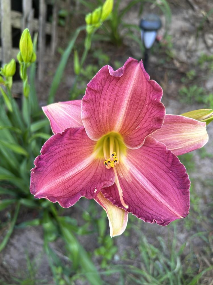 Photo of the bloom of Daylily (Hemerocallis 'Samoan Sunset') posted by ...