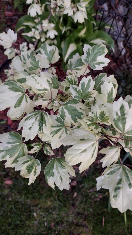 Hedge Maple (Acer campestre 'Carnival') - Garden.org
