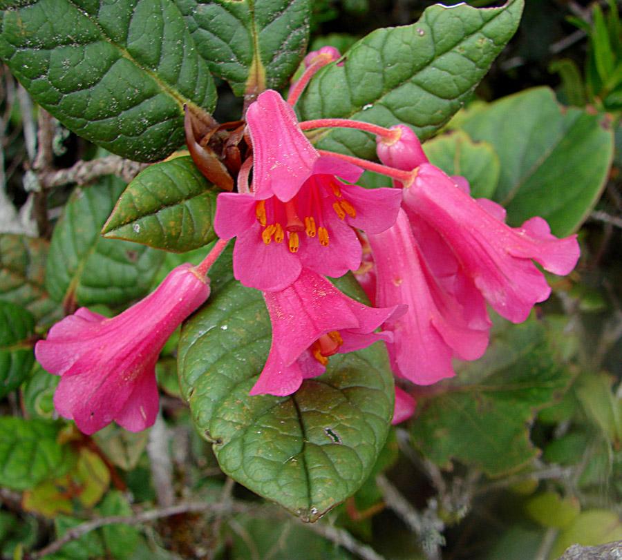 Rugose Rhododendron (Rhododendron rugosum) in the Rhododendrons ...