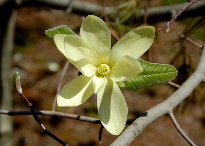 Photo of the bloom of Magnolia 'Gold Star' posted by scvirginia ...