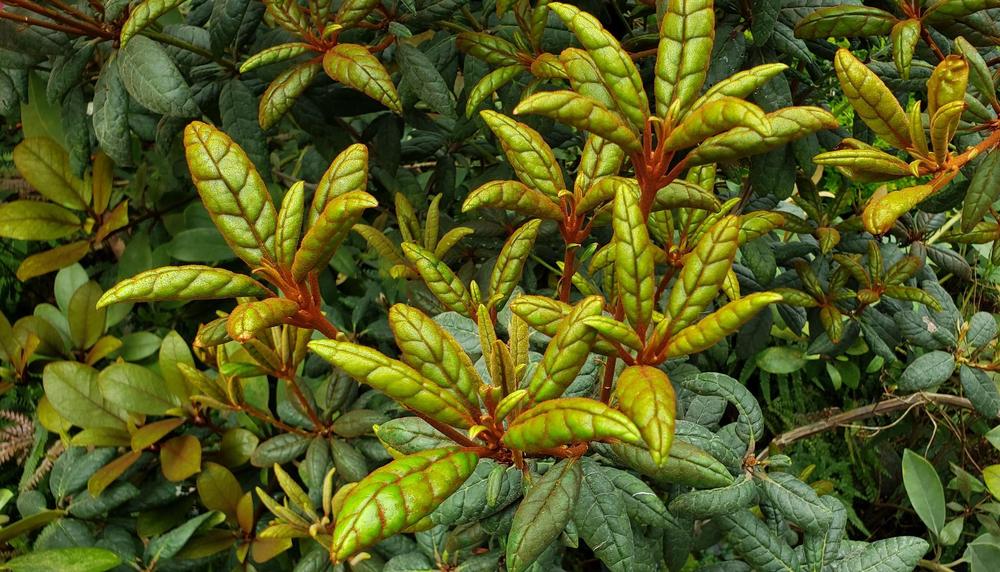 Photo of the leaves of Rugose Rhododendron (Rhododendron rugosum ...