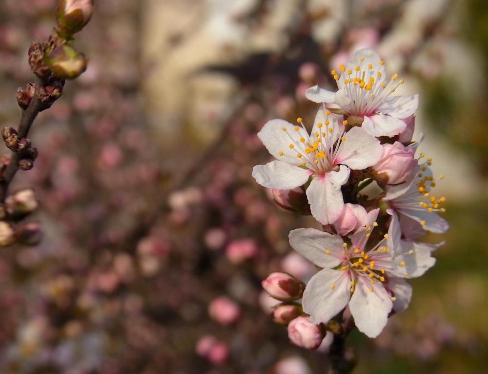 Japanese Bush Cherry (Prunus japonica) - Garden.org