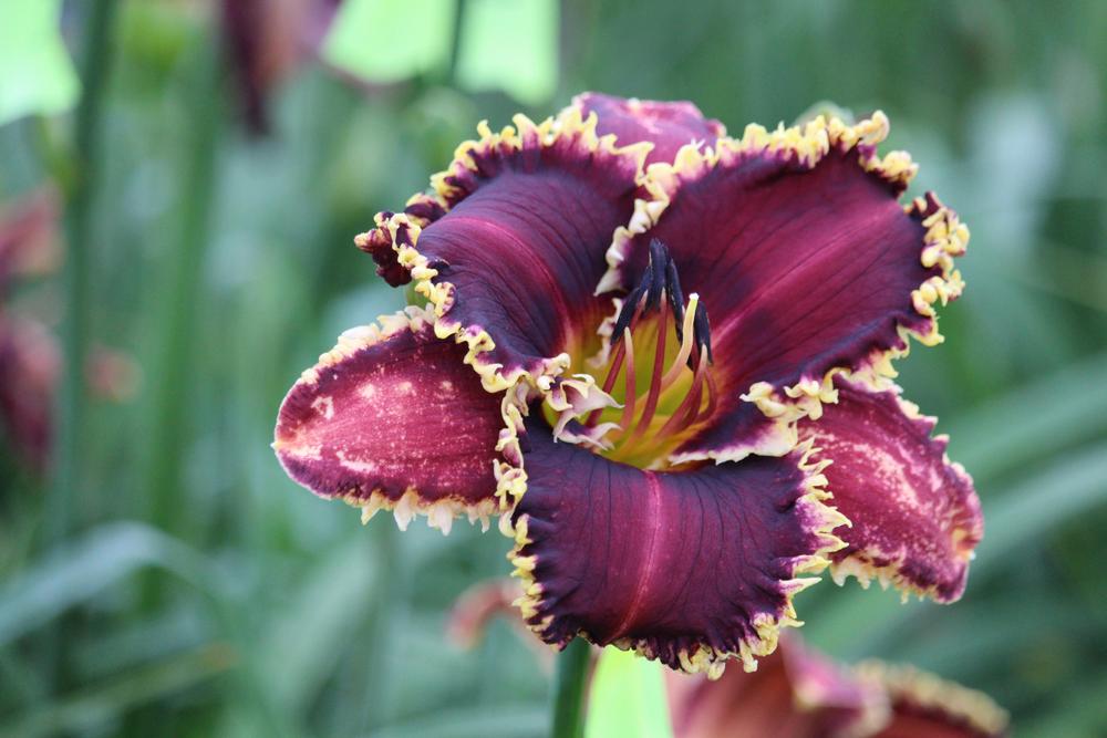 Photo of the bloom of Daylily (Hemerocallis 'Oklahoma Sand Burr ...