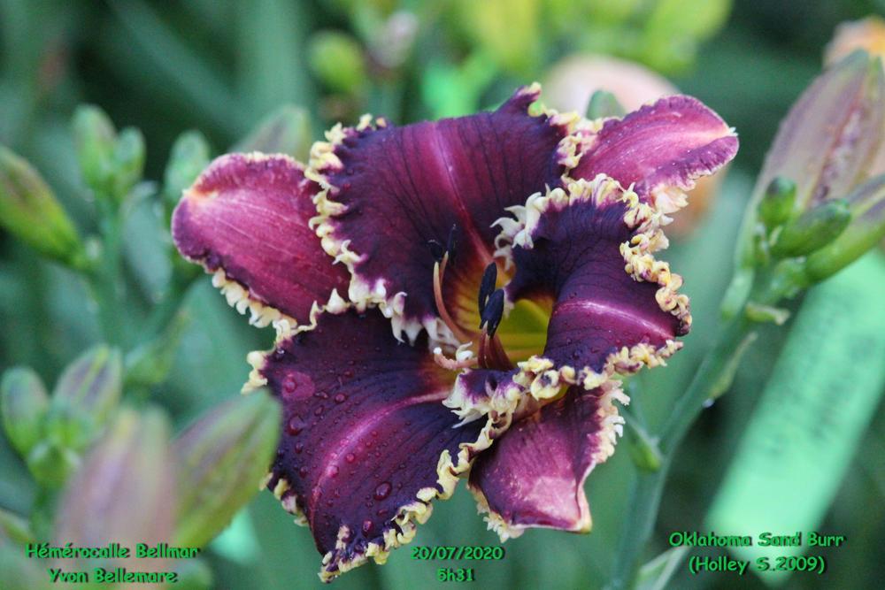 Photo of the bloom of Daylily (Hemerocallis 'Oklahoma Sand Burr ...