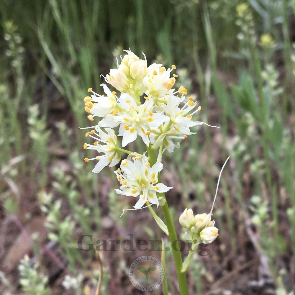 Foothill Death Camas (Toxicoscordion paniculatum) - Garden.org
