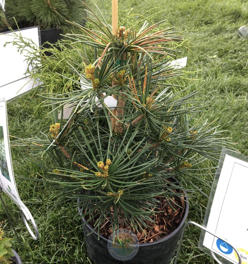 Photo of the seedling or young plant of Japanese Umbrella Pine ...