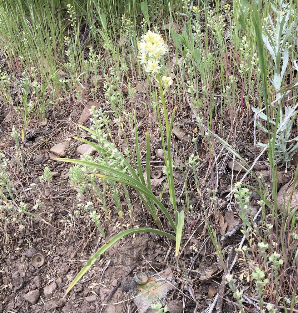 Photo of the entire plant of Foothill Death Camas (Toxicoscordion ...