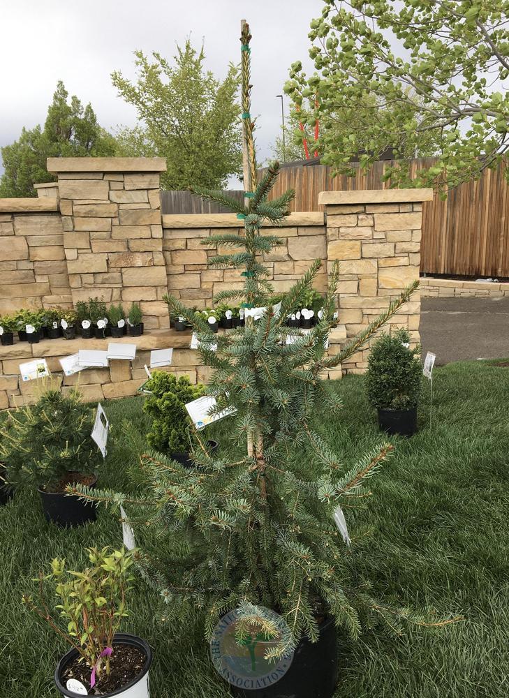 Photo of the seedling or young plant of Spruce (Picea 'Troemner ...