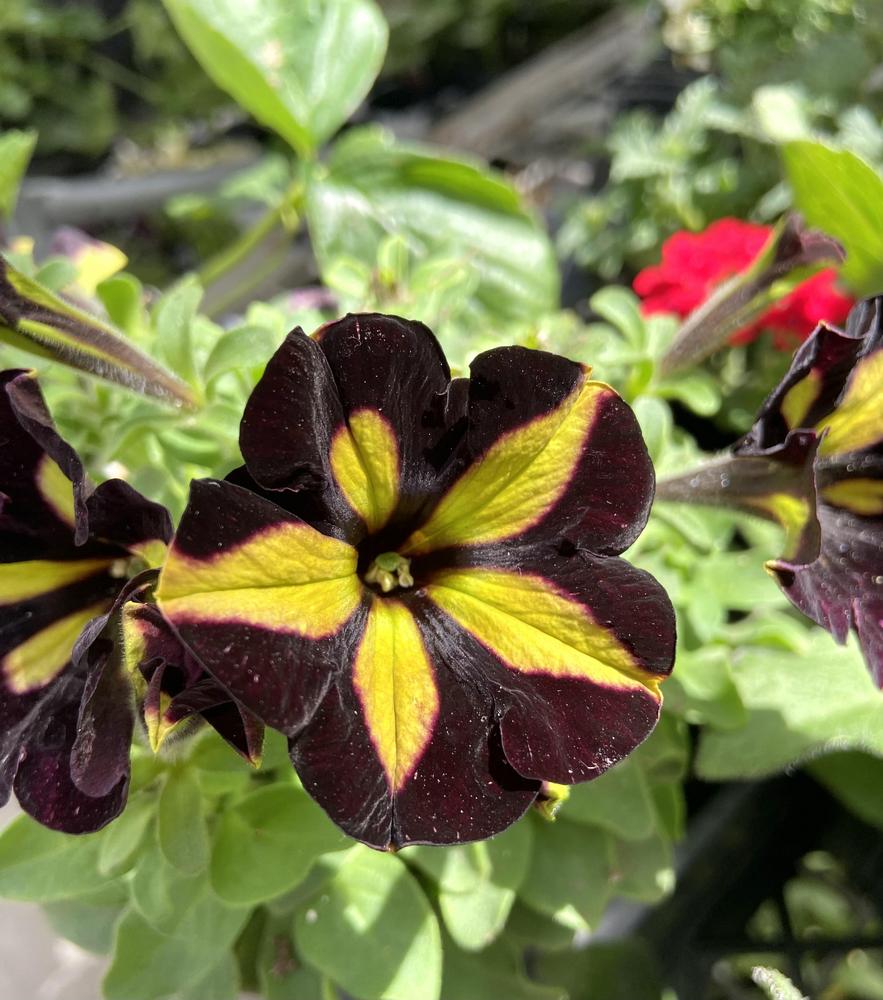 Petunia Phantom™ in the Petunias Database - Garden.org