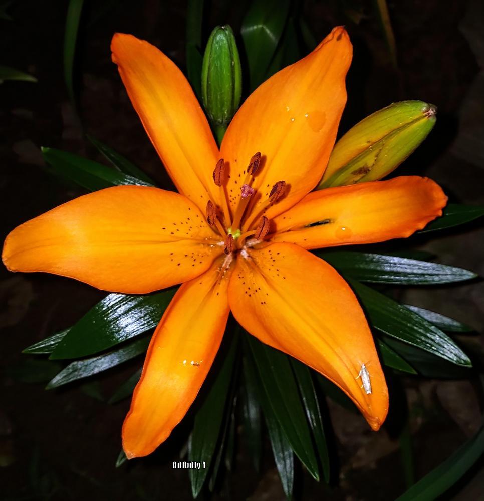 Photo of the bloom of Lily (Lilium 'Orange Ton') posted by HoodLily ...
