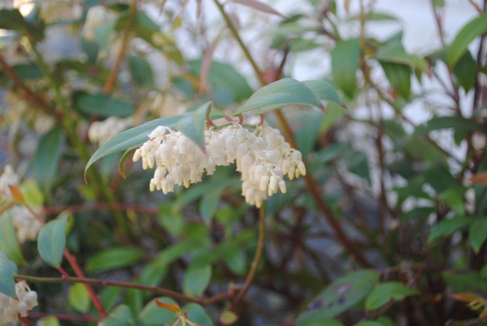 Photo of the bloom of Dwarf Drooping Leucothoe (Leucothoe fontanesiana ...
