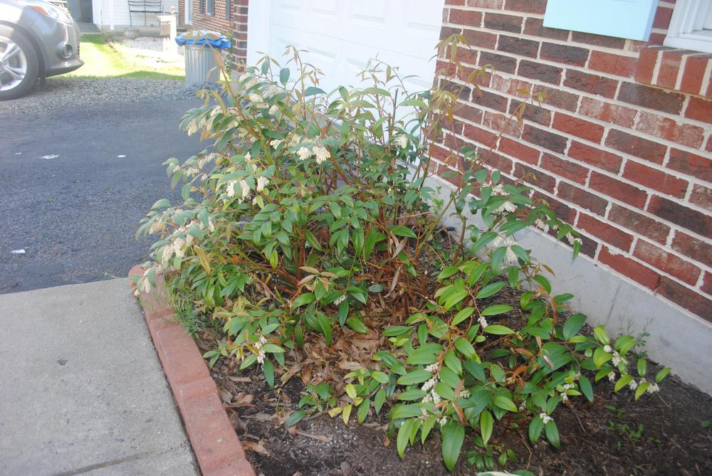Photo of the entire plant of Dwarf Drooping Leucothoe (Leucothoe ...