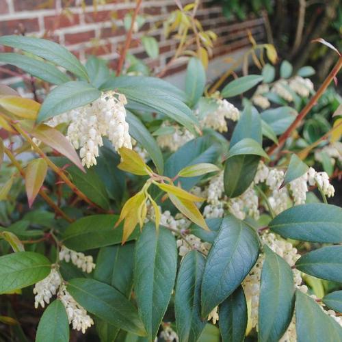 Dwarf Drooping Leucothoe (Leucothoe fontanesiana 'Nana') - Garden.org