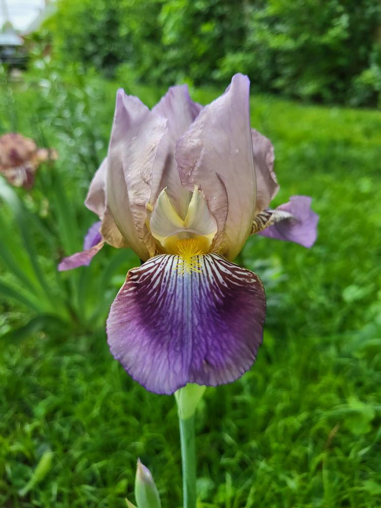 Photo of the bloom of Tall Bearded Iris (Iris 'Sindjkha') posted by IrisLily - Garden.org