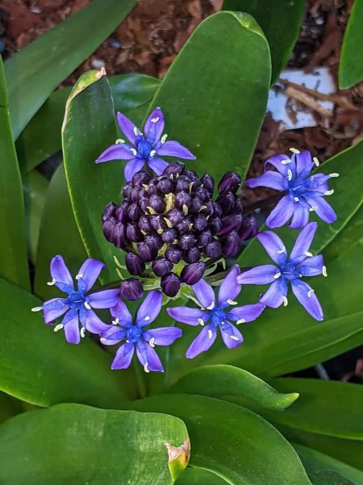 Photo of the bloom of Peruvian Jacinth (Scilla peruviana 'Sapphire Blue ...