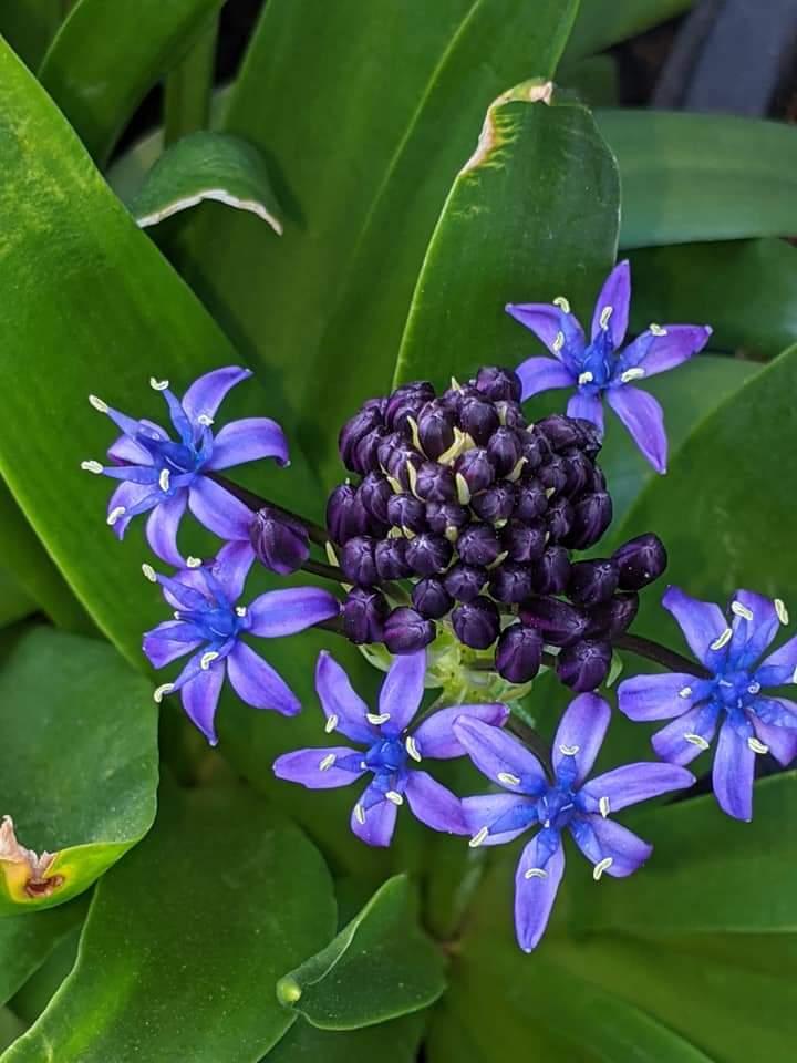 Photo of the bloom of Peruvian Jacinth (Scilla peruviana 'Sapphire Blue ...