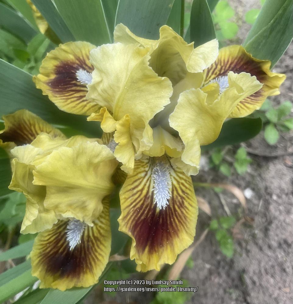 Photo of the bloom of Iris 'Golden Ruby' posted by Lbsmitty - Garden.org