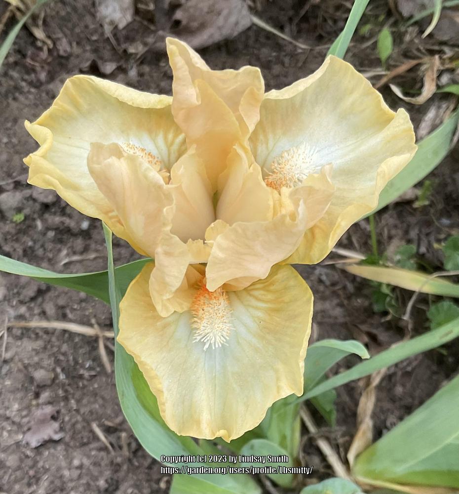 Photo of the bloom of Standard Dwarf Bearded Iris (Iris 'Naples Syrup ...