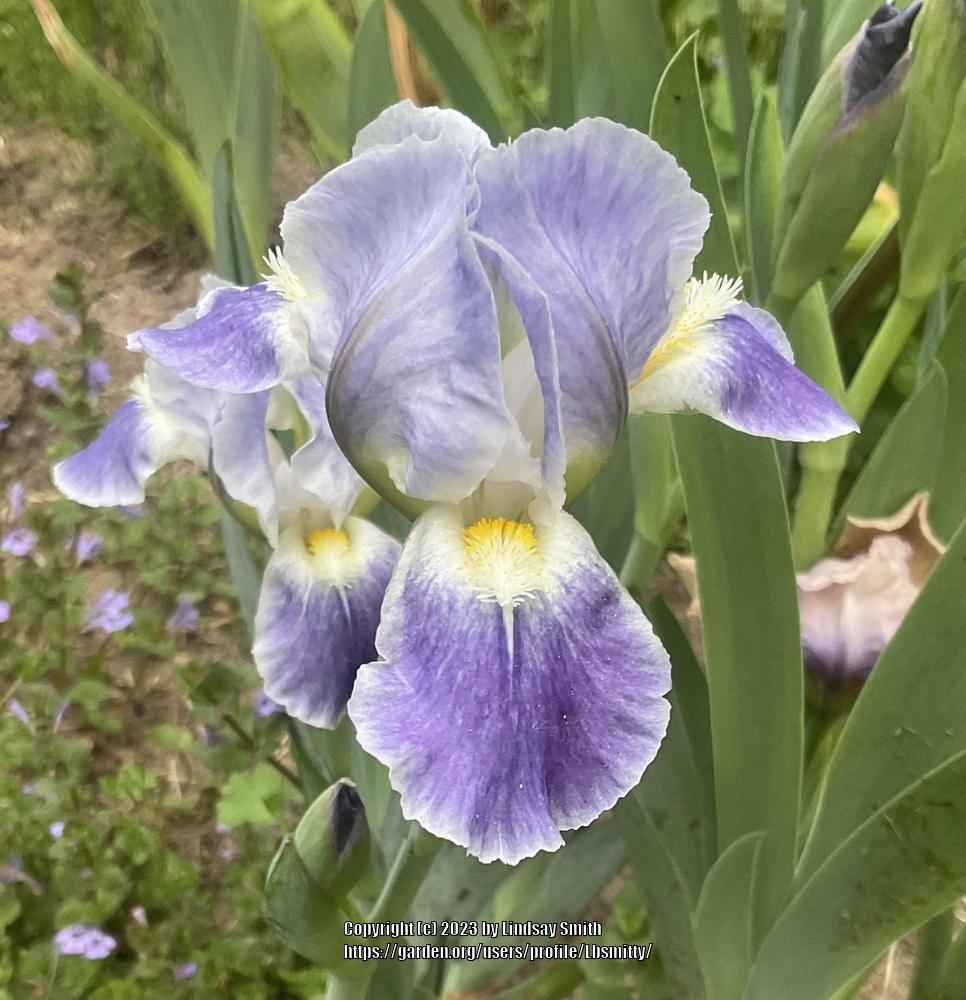 Photo of the bloom of Standard Dwarf Bearded Iris (Iris 'Ice Etching') posted by Lbsmitty ...