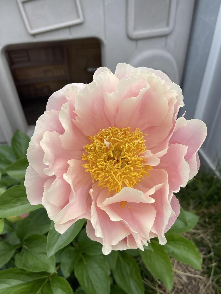 Photo of the bloom of Peony (Paeonia 'Pastelorama') posted by Minyatur - Garden.org