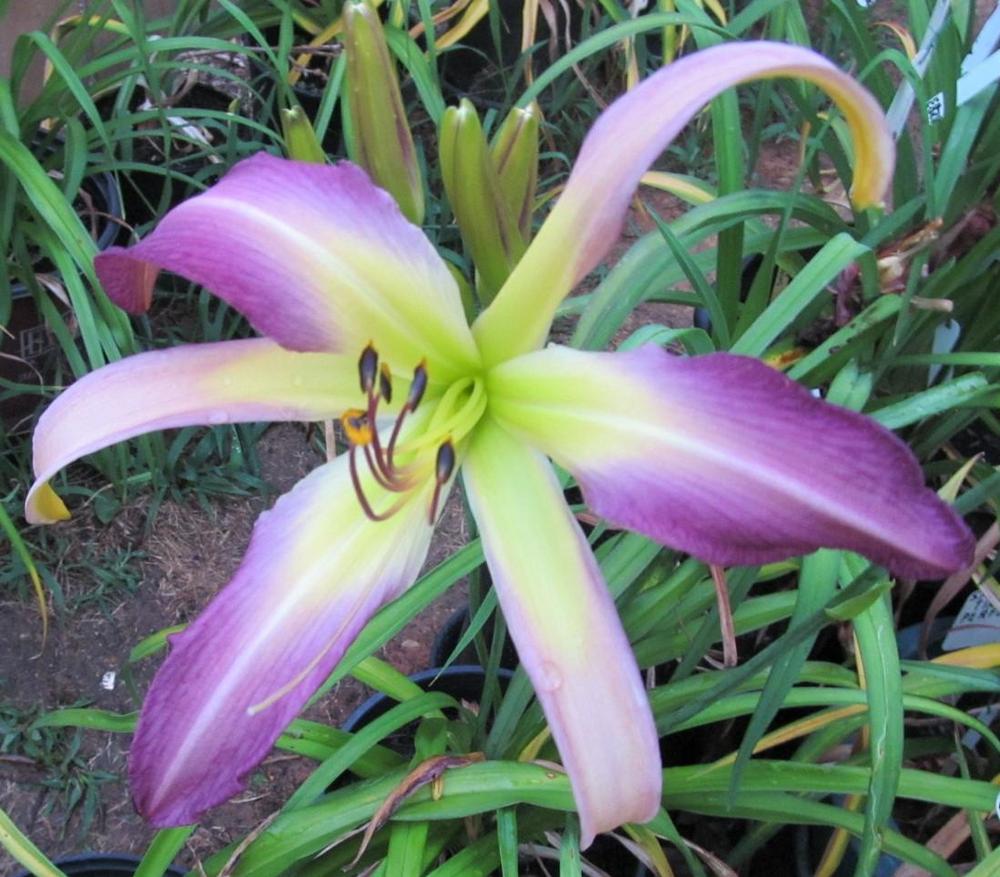 Photo of the bloom of Daylily (Hemerocallis 'Mystery Being Written ...