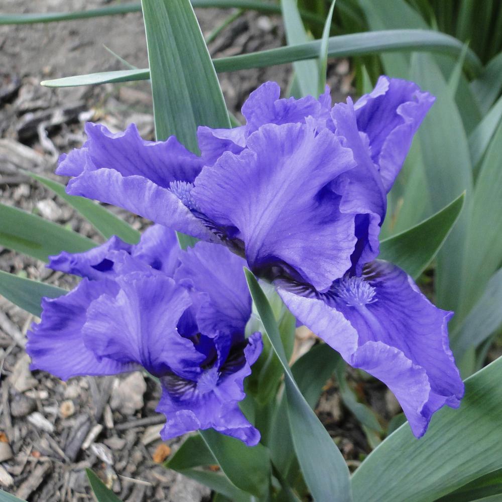 Photo of the bloom of Standard Dwarf Bearded Iris (Iris 'True Navy') posted by ...