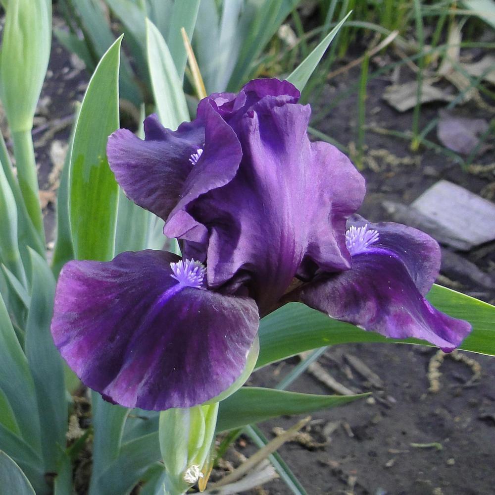 Photo of the bloom of Standard Dwarf Bearded Iris (Iris 'Barnie ...