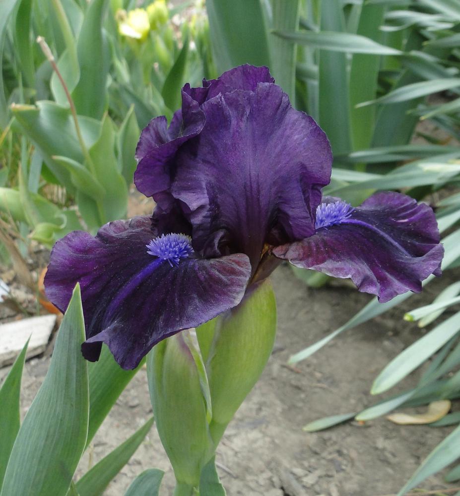 Photo of the bloom of Standard Dwarf Bearded Iris (Iris 'Barnie ...