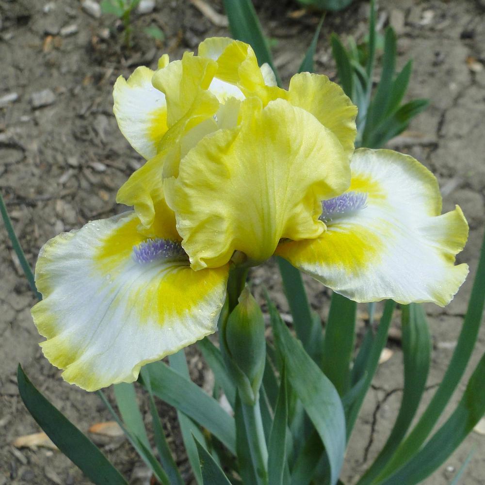 Photo of the bloom of Standard Dwarf Bearded Iris (Iris 'Secret ...