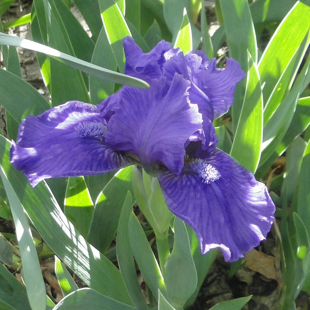 Standard Dwarf Bearded Iris (Iris 'True Navy') in the Irises Database ...