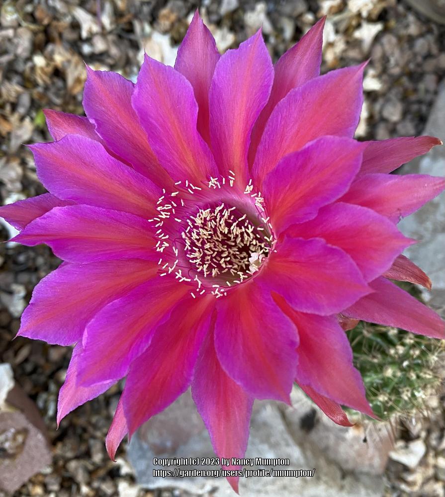 Photo of the bloom of Echinopsis Hybrid (Echinopsis 'Sorceress') posted ...