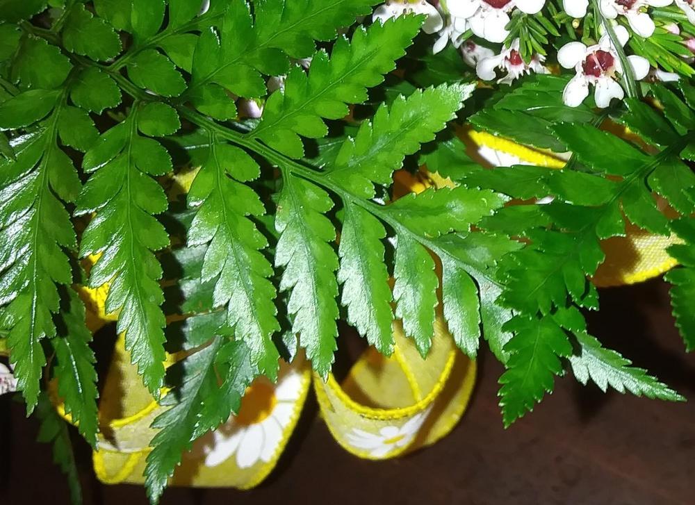 Leatherleaf Fern (Rumohra adiantiformis) - Garden.org